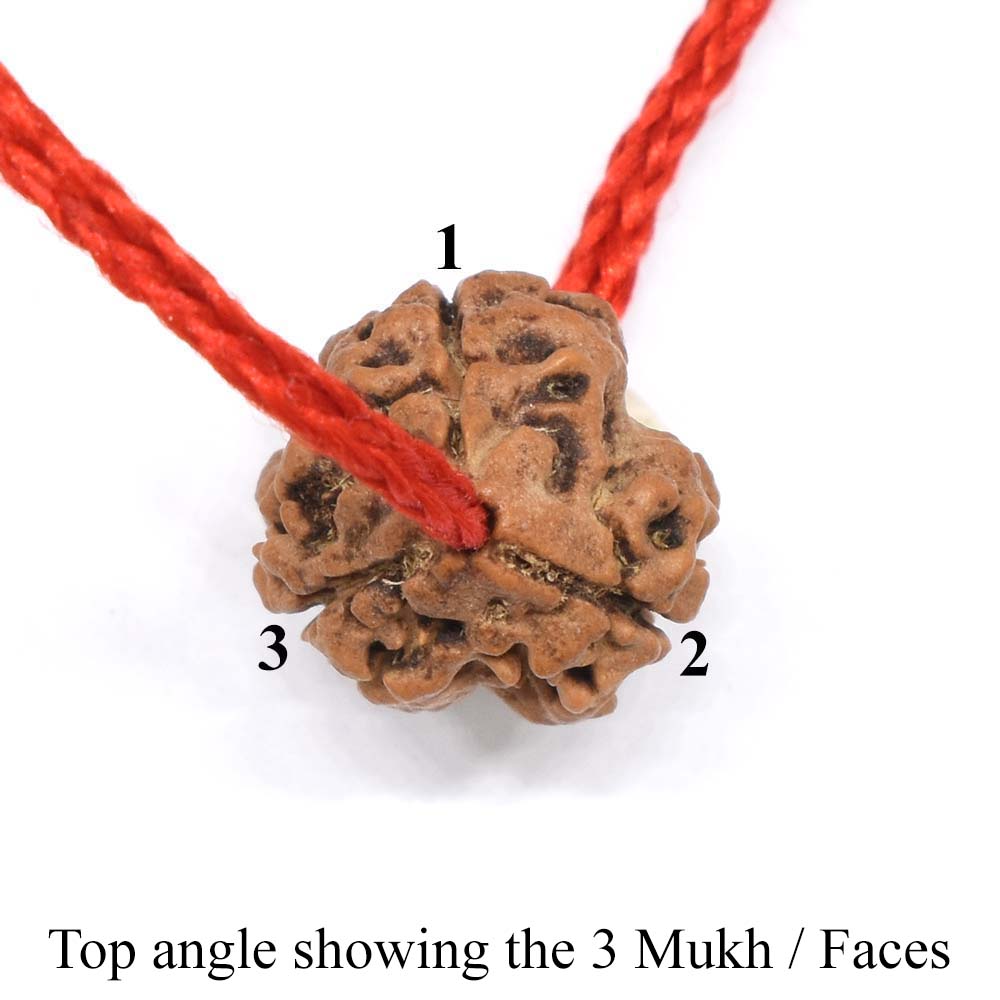 3 Mukhi Rudraksha Nepal | Three Face Rudraksh Lab Certified