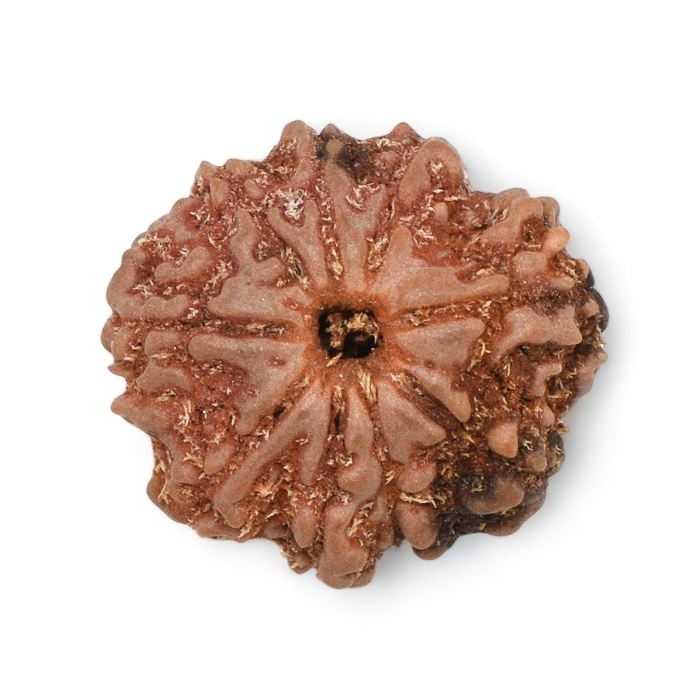9 Mukhi Rudraksha Nepal | Certified Original Nine Face Rudraksh