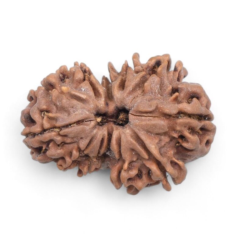 Gauri Shankar Rudraksha Nepal | Certified Original Gowri Shankar Rudraksh