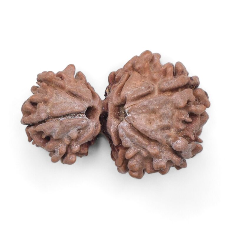 Gauri Shankar Rudraksha Nepal | Certified Original Gowri Shankar Rudraksh