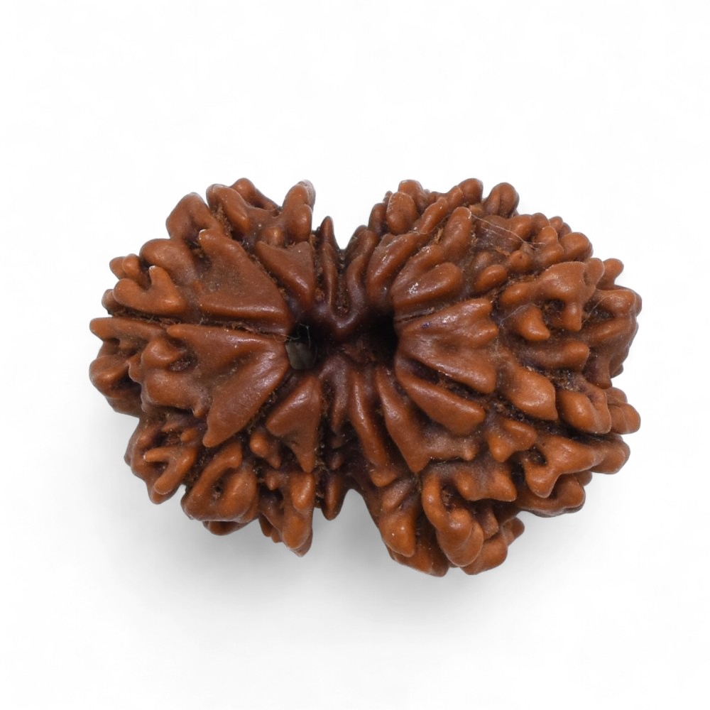 Gauri Shankar Rudraksha Nepal | Certified Original Gowri Shankar Rudraksh